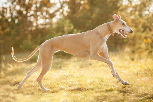 Greyhound Dogs | Dog Breeds