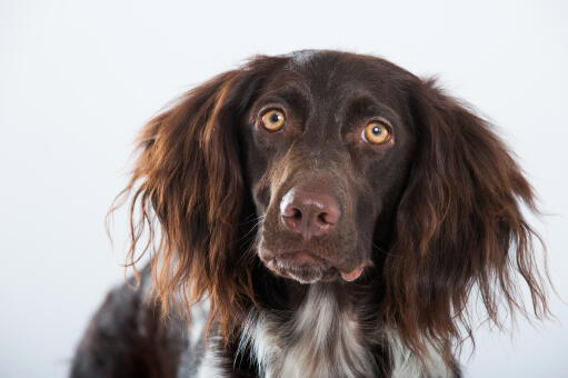 Small Munsterlander Dogs | Dog Breeds