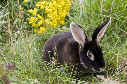 Rex Rabbits | Rex For Sale | Rabbit Breeds