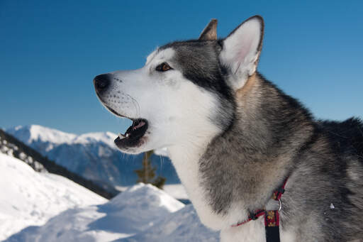 Alaskan Malamute Dogs | Dog Breeds