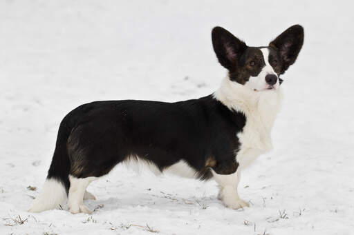Cardigan Welsh Corgi Dogs | Dog Breeds