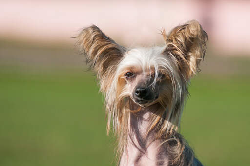 Chinese Crested Dogs | Dog Breeds