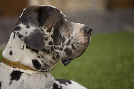 Great Dane Dogs | Dog Breeds