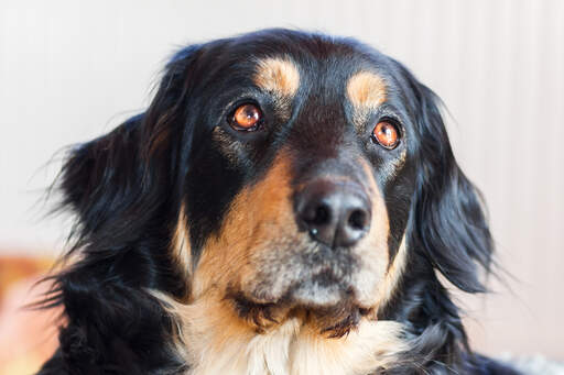 Hovawart Dogs | Dog Breeds