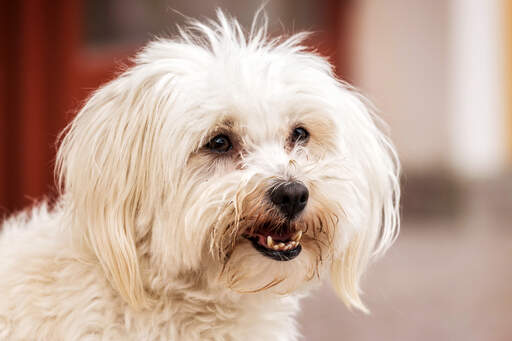 Maltese Dogs | Dog Breeds