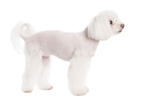 Maltese Dogs | Dog Breeds