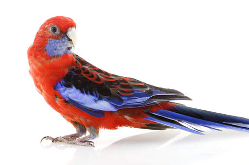 Crimson Rosella Parrots | Parrot Breeds