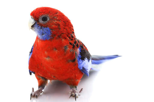 Crimson Rosella Parrots | Parrot Breeds