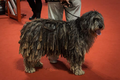Bergamasco Dogs | Dog Breeds