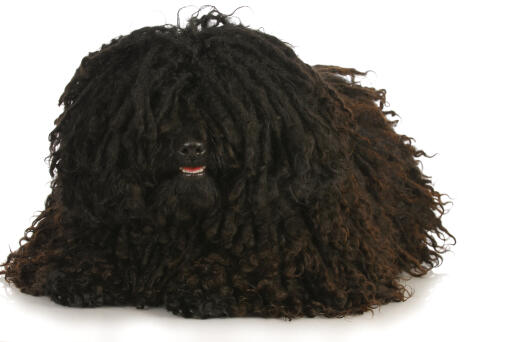 Puli Dogs | Dog Breeds