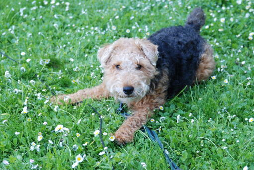 Welsh Terrier Dogs | Dog Breeds