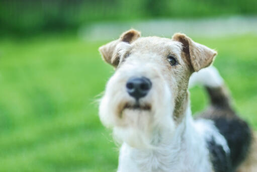 Are Wire Haired Terrier Hypoallergenic