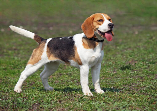 Beagle Breed Information