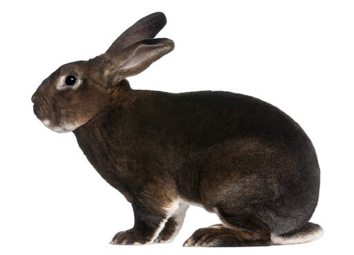 Rex Rabbits | Rex For Sale | Rabbit Breeds