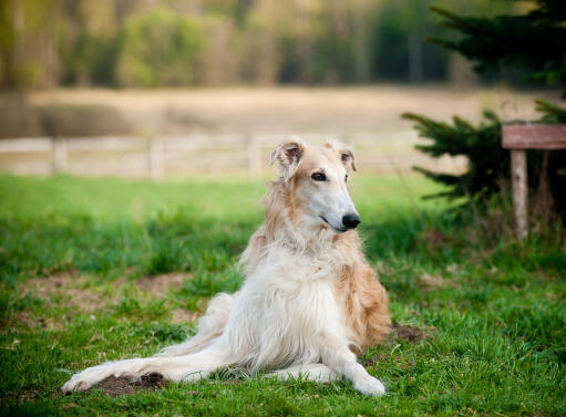 Borzoi Dogs | Dog Breeds