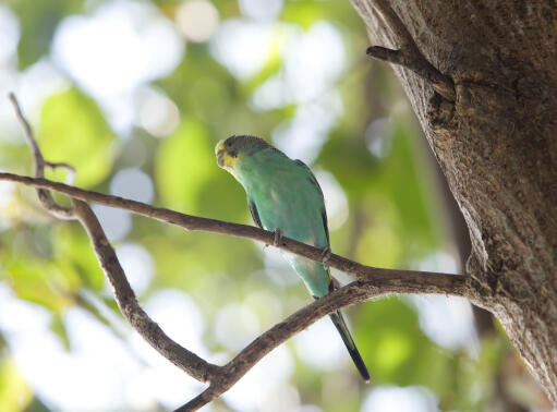 Budgerigar | Parrot Breeds