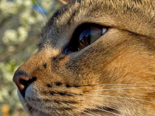 Orange Pixie Bob Kittens