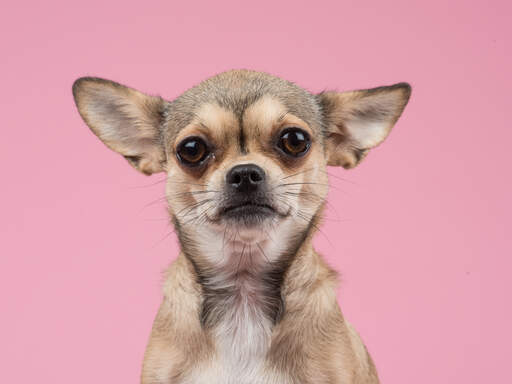 Chihuahua Dogs | Dog Breeds