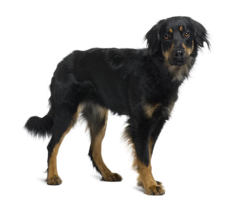 Hovawart Dogs | Dog Breeds