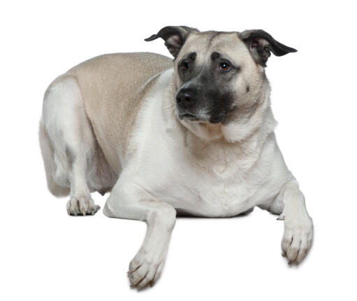 Anatolian Shepherd Dog | Dog Breeds