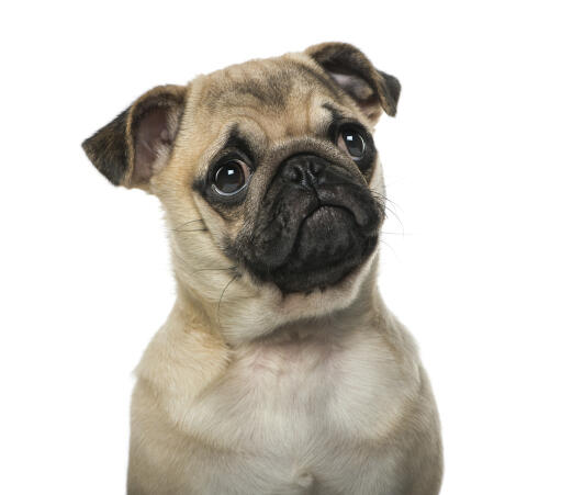 Pug Dogs | Dog Breeds