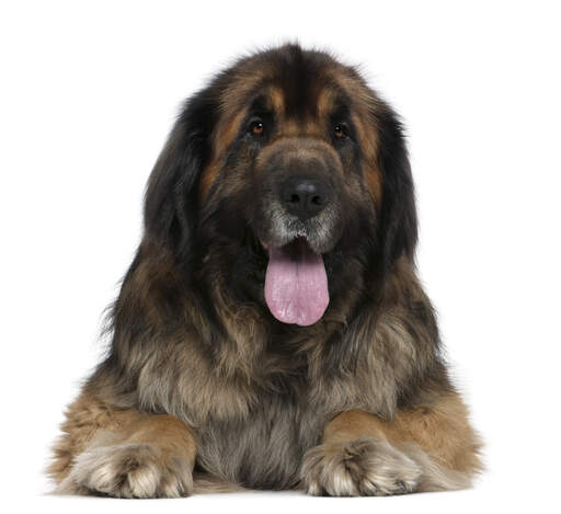 What Are Leonberger Dogs Used For