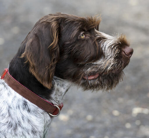 German Wirehaired Pointer Poodle Mix