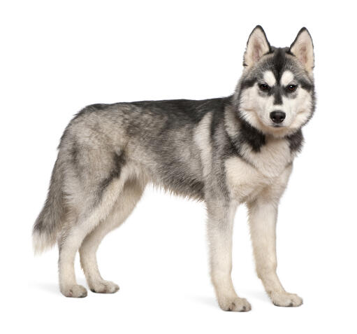Siberian Husky Dogs | Dog Breeds