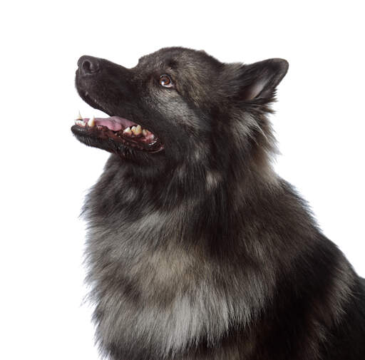Keeshond Dogs | Dog Breeds
