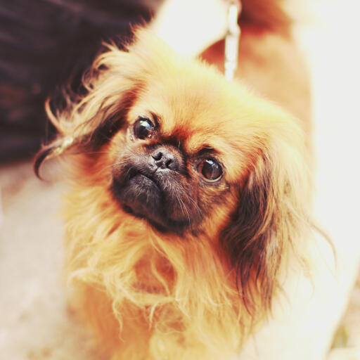 Pekingese Dogs | Dog Breeds