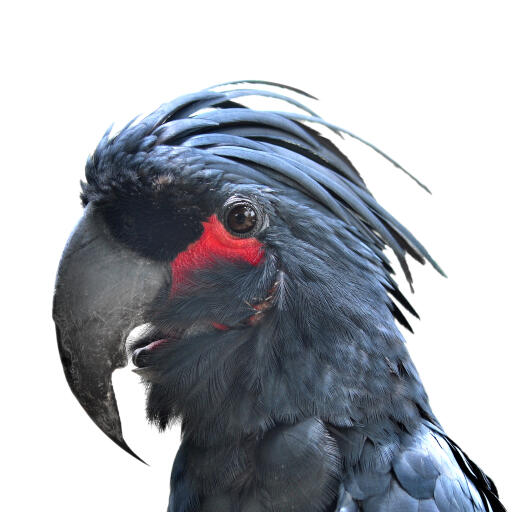 Norwegian Blue Cockatoo