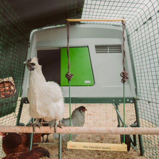 Chicken wire coop store