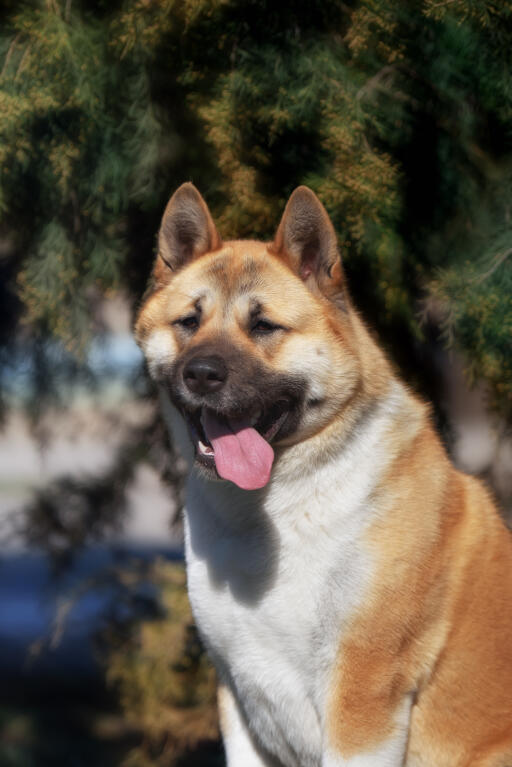 Akita | Dogs | Breed Information | Omlet