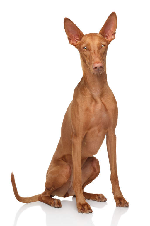 Pharaoh Hound | Dogs | Breed Information | Omlet