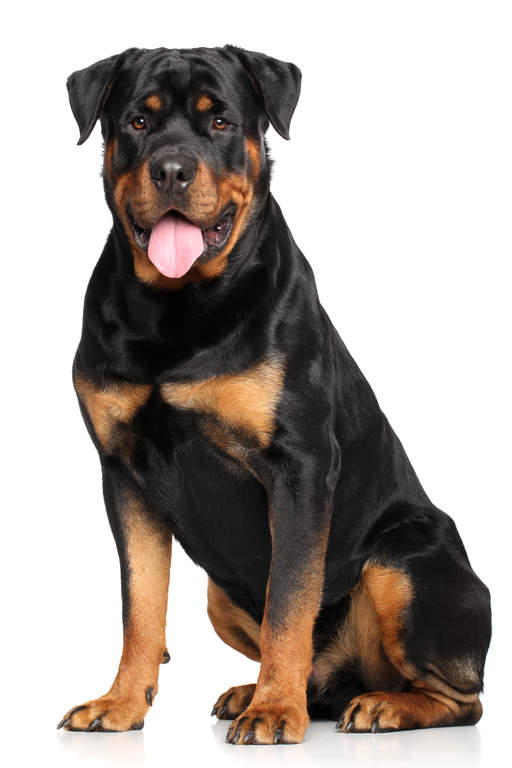 Rottweiler Dogs