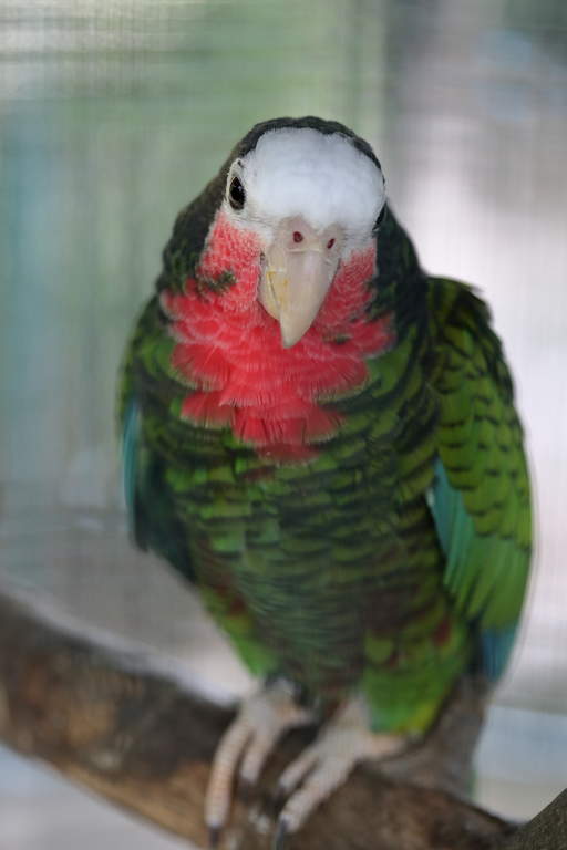 Cuban Amazon Parrots | Parrot Breeds