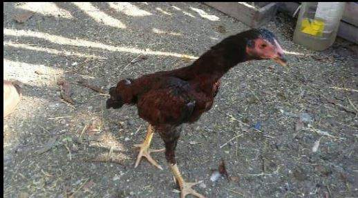 Asil For Sale | Chickens | Breed Information | Omlet