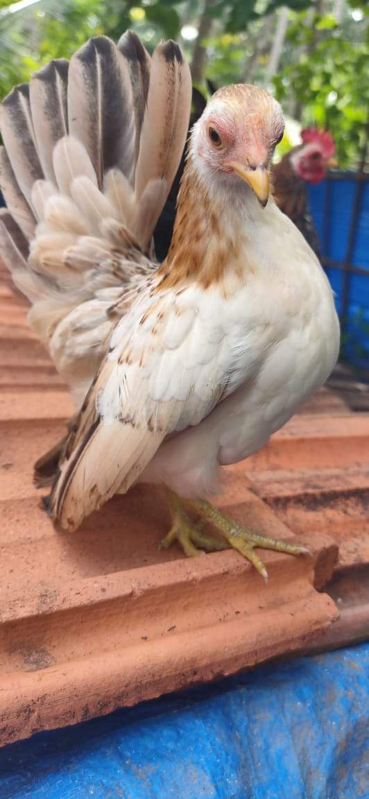 Asil Chickens | Asil For Sale