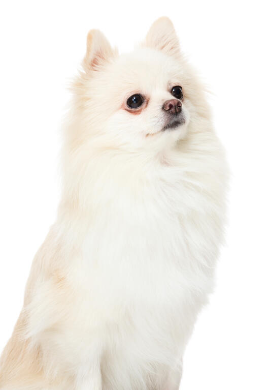 Pomeranian | Dogs | Breed Information | Omlet