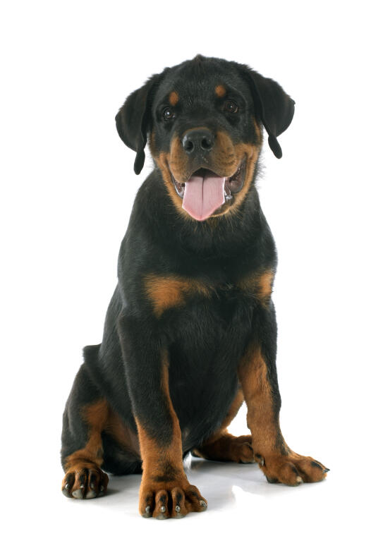 Rottweiler Dogs