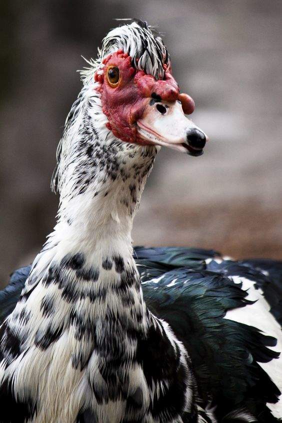 Muscovy | Ducks | Breed Information | Omlet