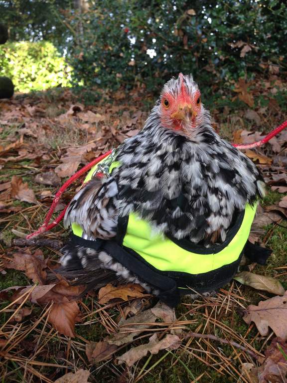 Yellow High-Vis Chicken Jacket | Chicken Clothing | Chicken Coops, Walk ...