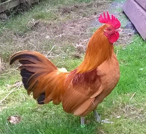 Nankin Chickens | Nankin For Sale