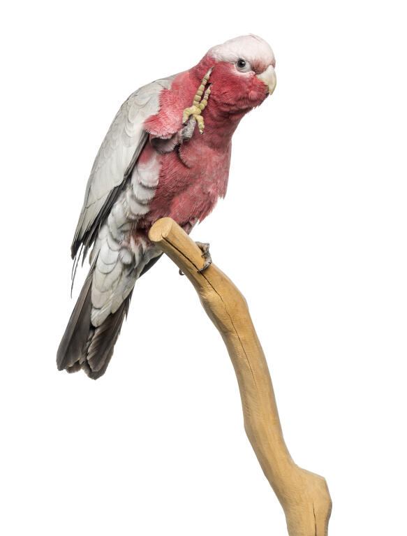 Galah | Parrots | Breed Information | Omlet