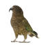 Kea Parrots | Parrot Breeds