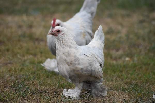 Booted Bantam For Sale | Chickens | Breed Information | Omlet