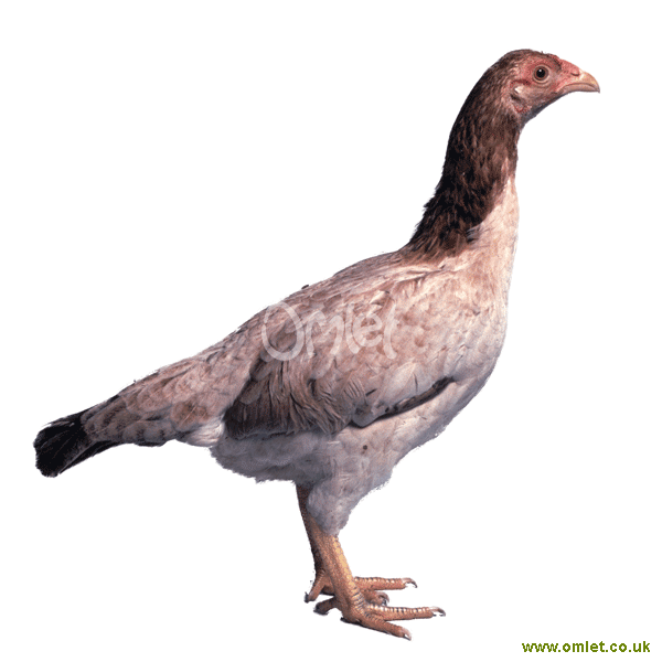 Asil Chickens | Asil For Sale