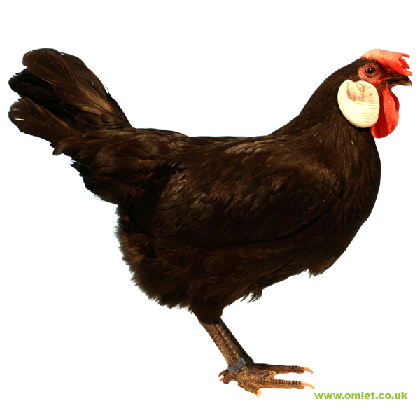 Minorca Chickens | Minorca For Sale