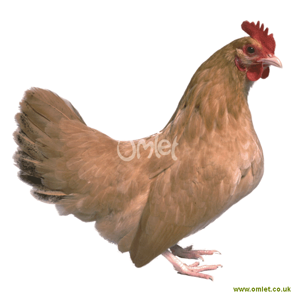 Nankin Chickens | Nankin For Sale