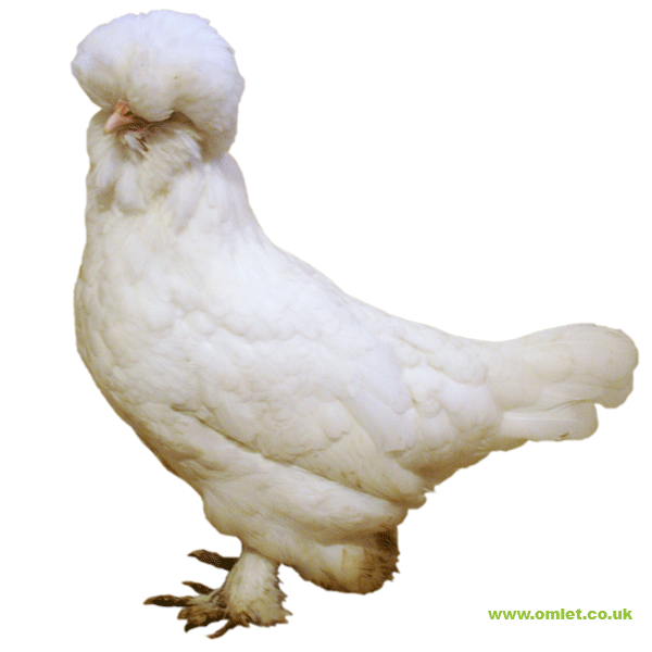 Sultan Chickens | Sultan For Sale